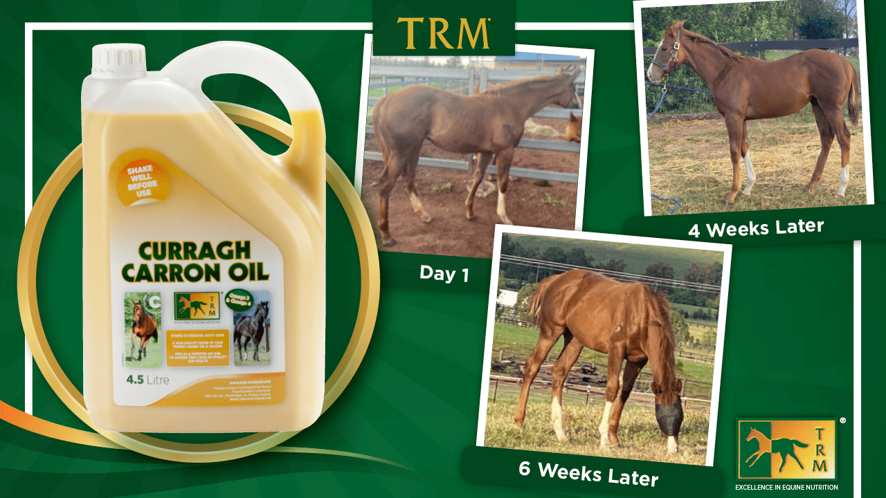 Curragh Carron Oil - Carriage Driving Nordic AB